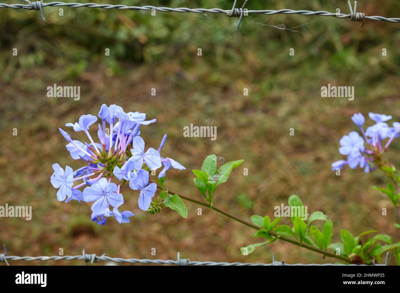 Photo of a creeper with blue flowers taken in a rainforest with natural ...