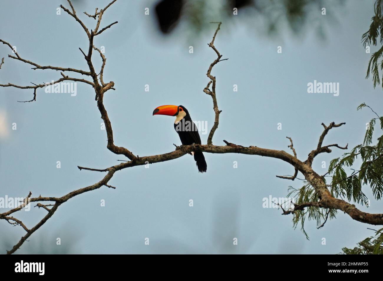 Toco Toucan (Ramphastos toco) perched on a branch in tree, side view ...