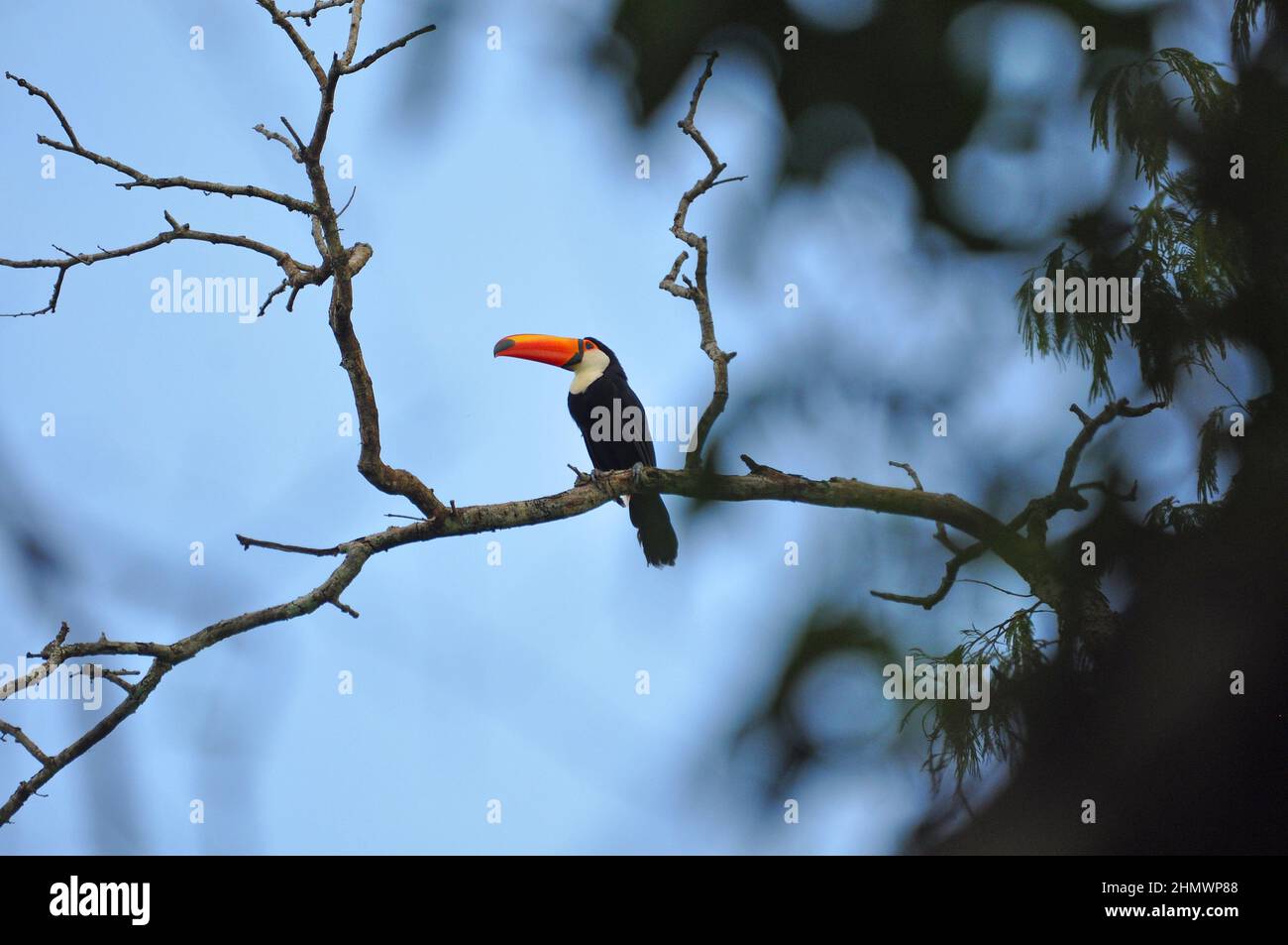 Toco Toucan (Ramphastos toco) perched on a branch in tree, side view ...