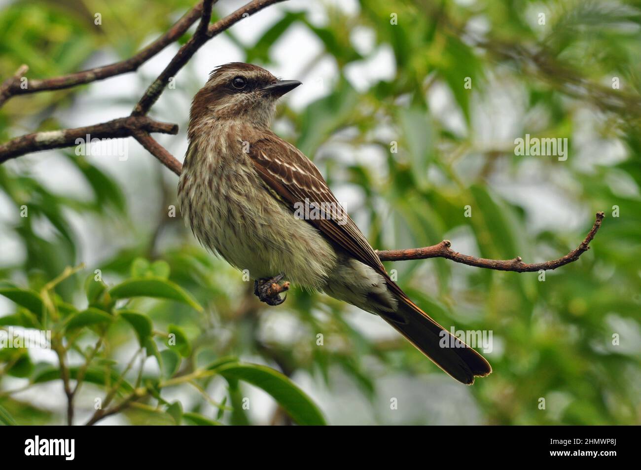 Variegated Flycatcher (Empidonomus varius) perched within a tree on a ...