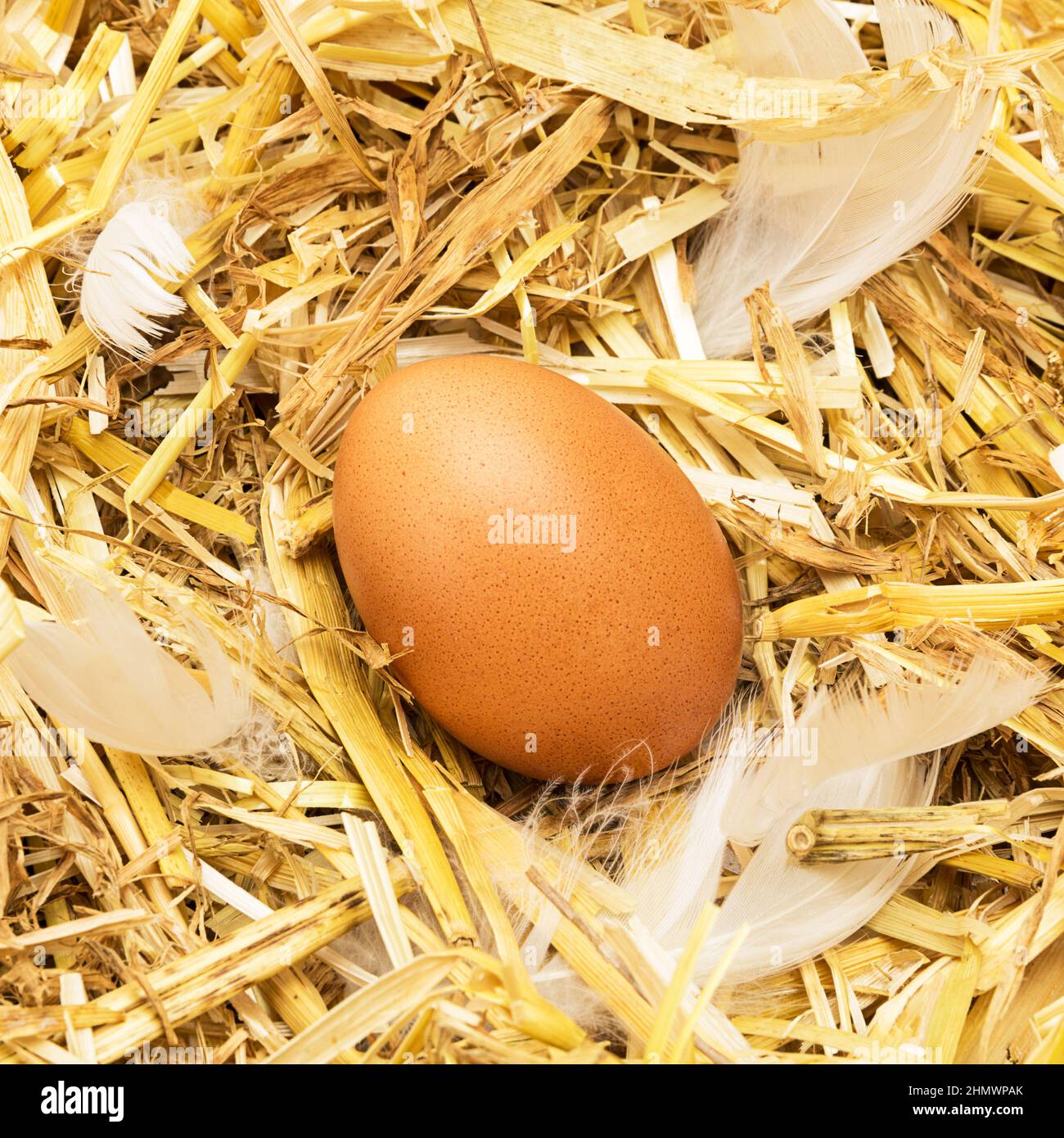 hen egg in straw Stock Photo - Alamy