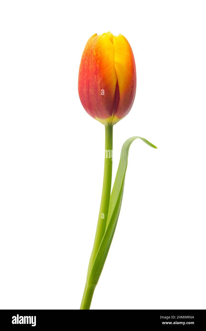 Tulip isolated amsterdam hi-res stock photography and images - Alamy