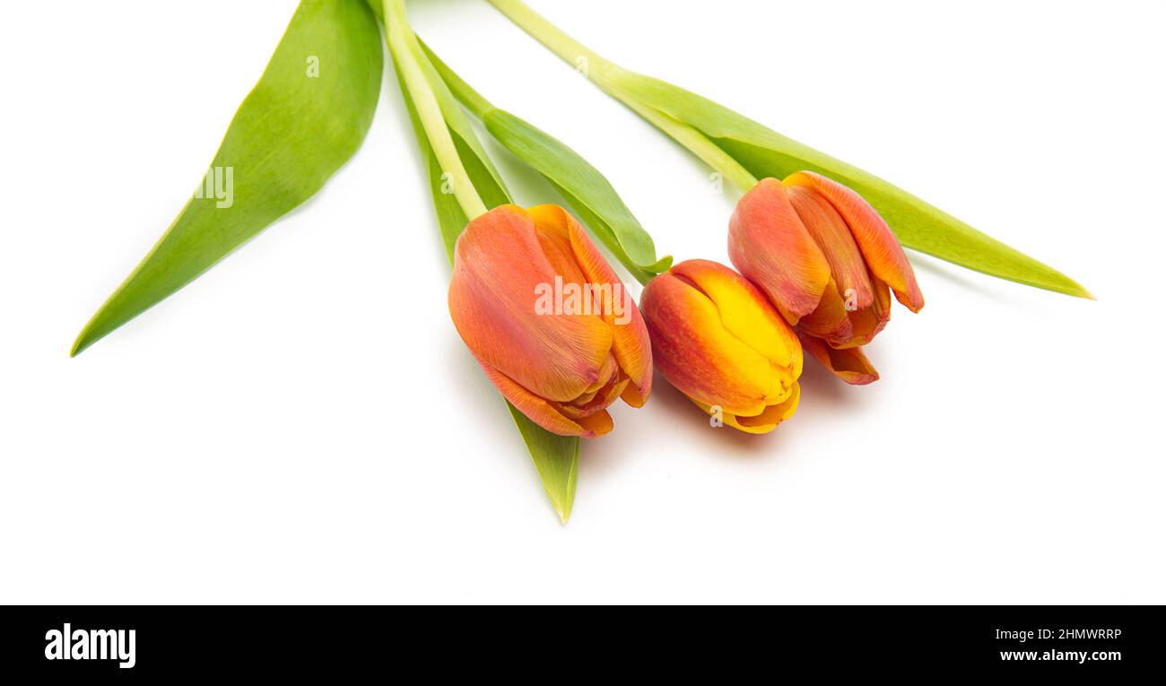 Meadow orange tulips Cut Out Stock Images & Pictures - Alamy