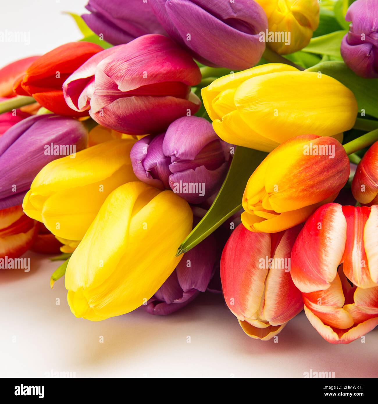 closeup from tulip flowers Stock Photo - Alamy