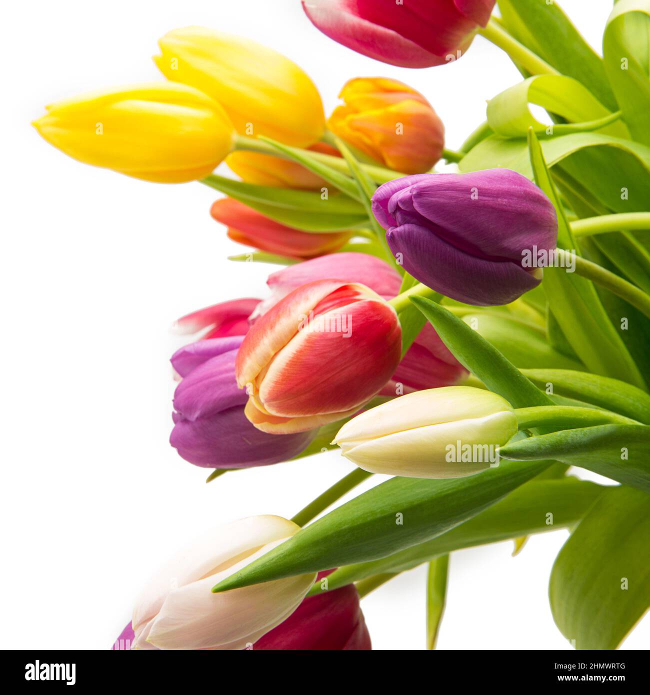 Tulip flowers in different colors Stock Photo - Alamy
