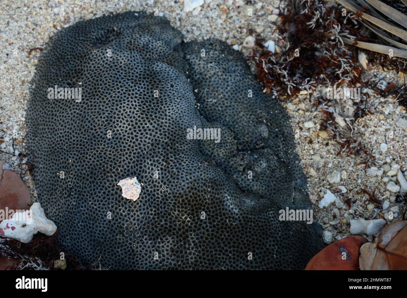 The photo shows a large coral reef. The reef has a biological origin ...