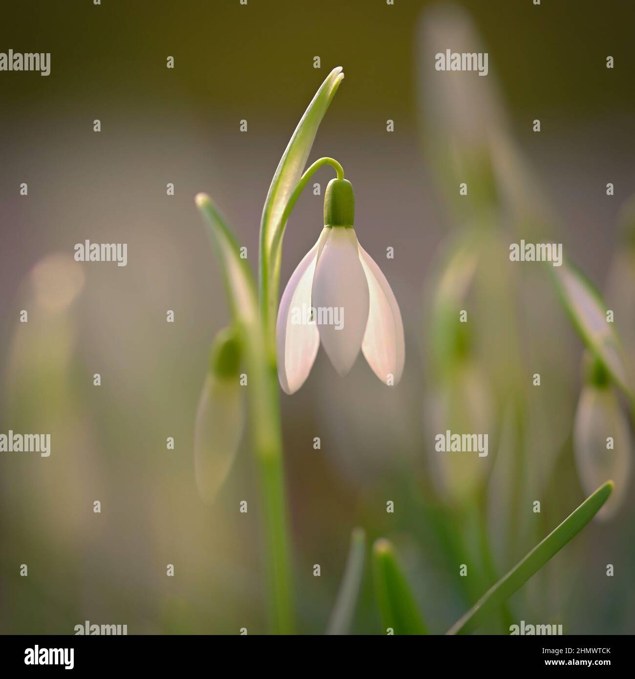 Snowdrops - spring flowers. Beautifully blooming in the grass at sunset ...
