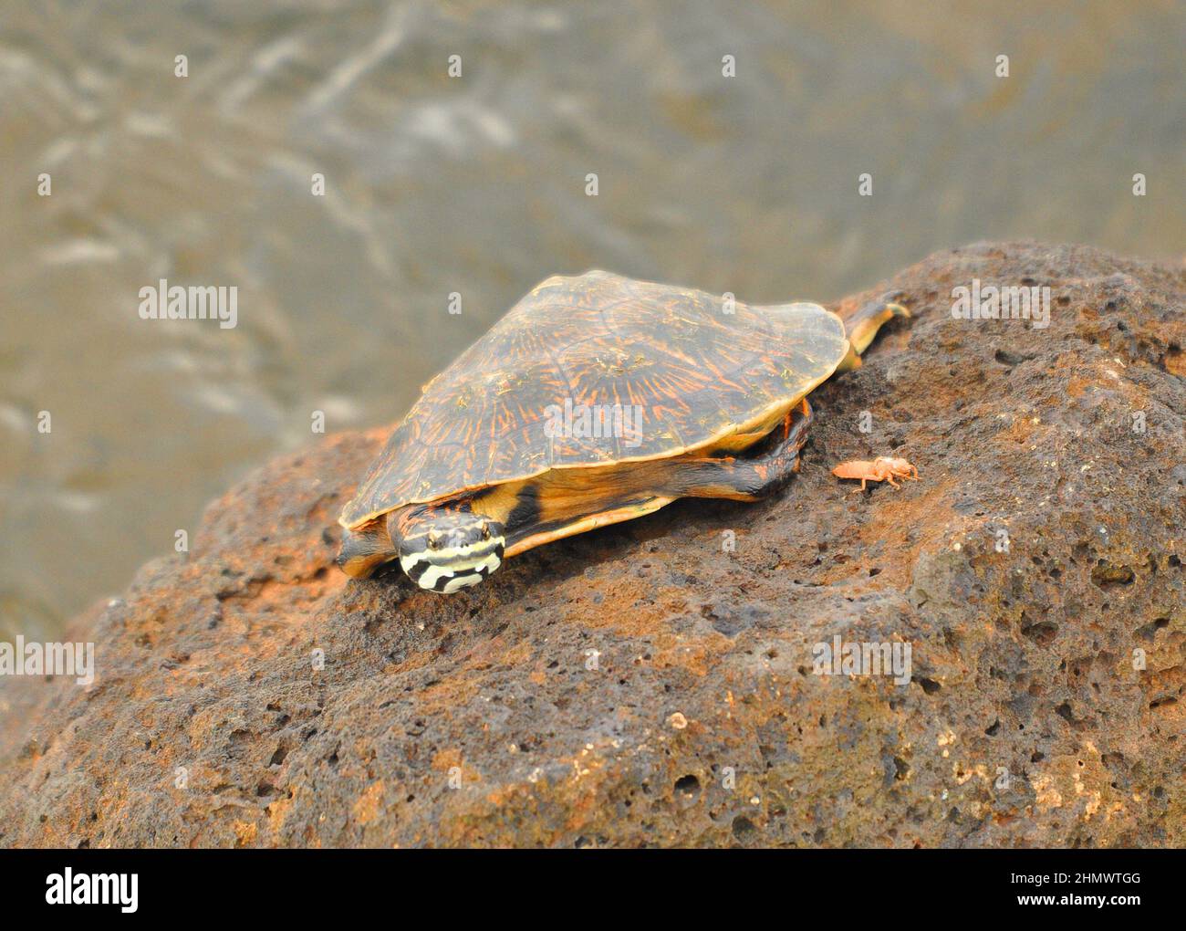 Argentine snake-necked turtle (Hydromedusa tectifera) sat on a rock in ...
