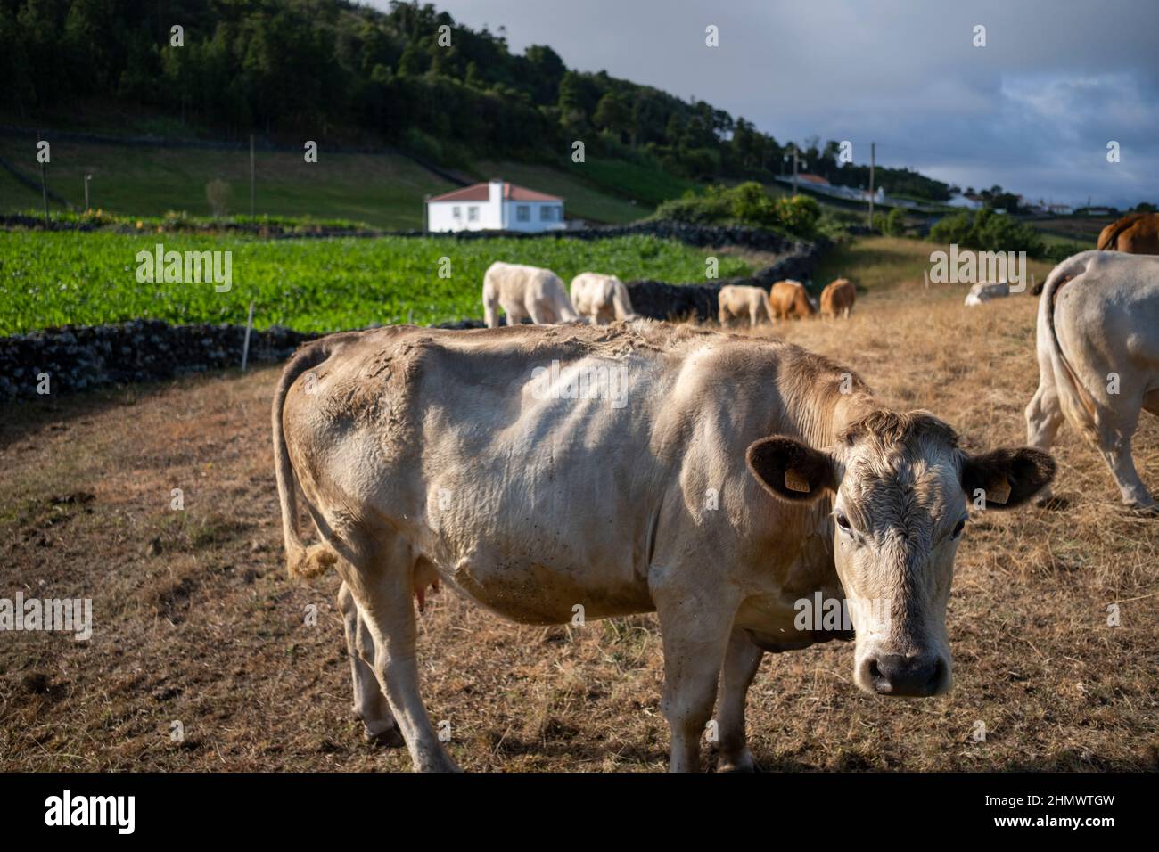 Pico, Portugal - 02 August 2021 : Grazing cows at Pico island Stock ...