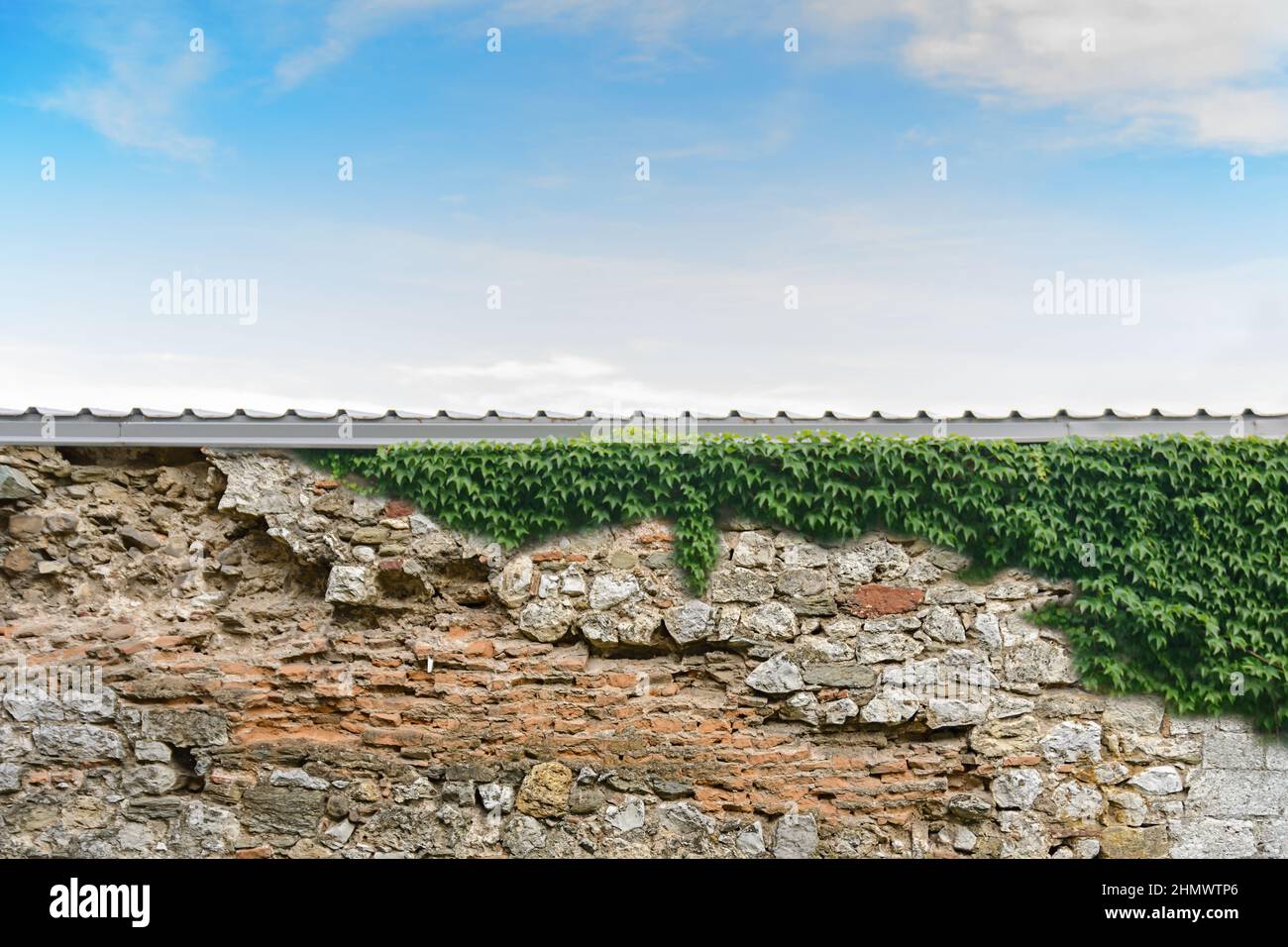 Big ivy concrete wall with green leaves with blue sky background Stock ...