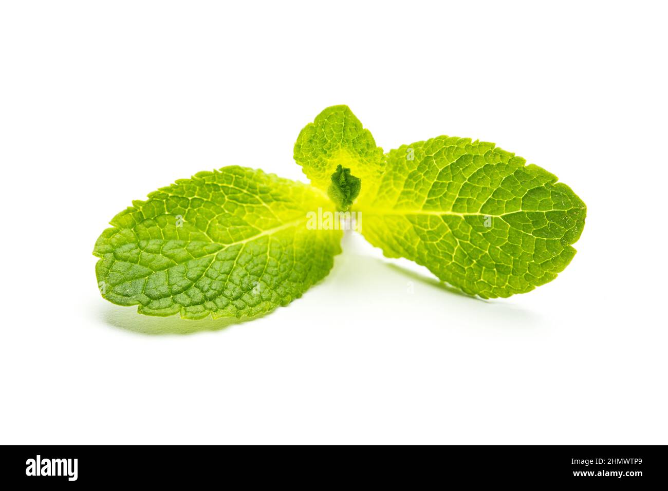 fresh mint leaf on white Stock Photo - Alamy