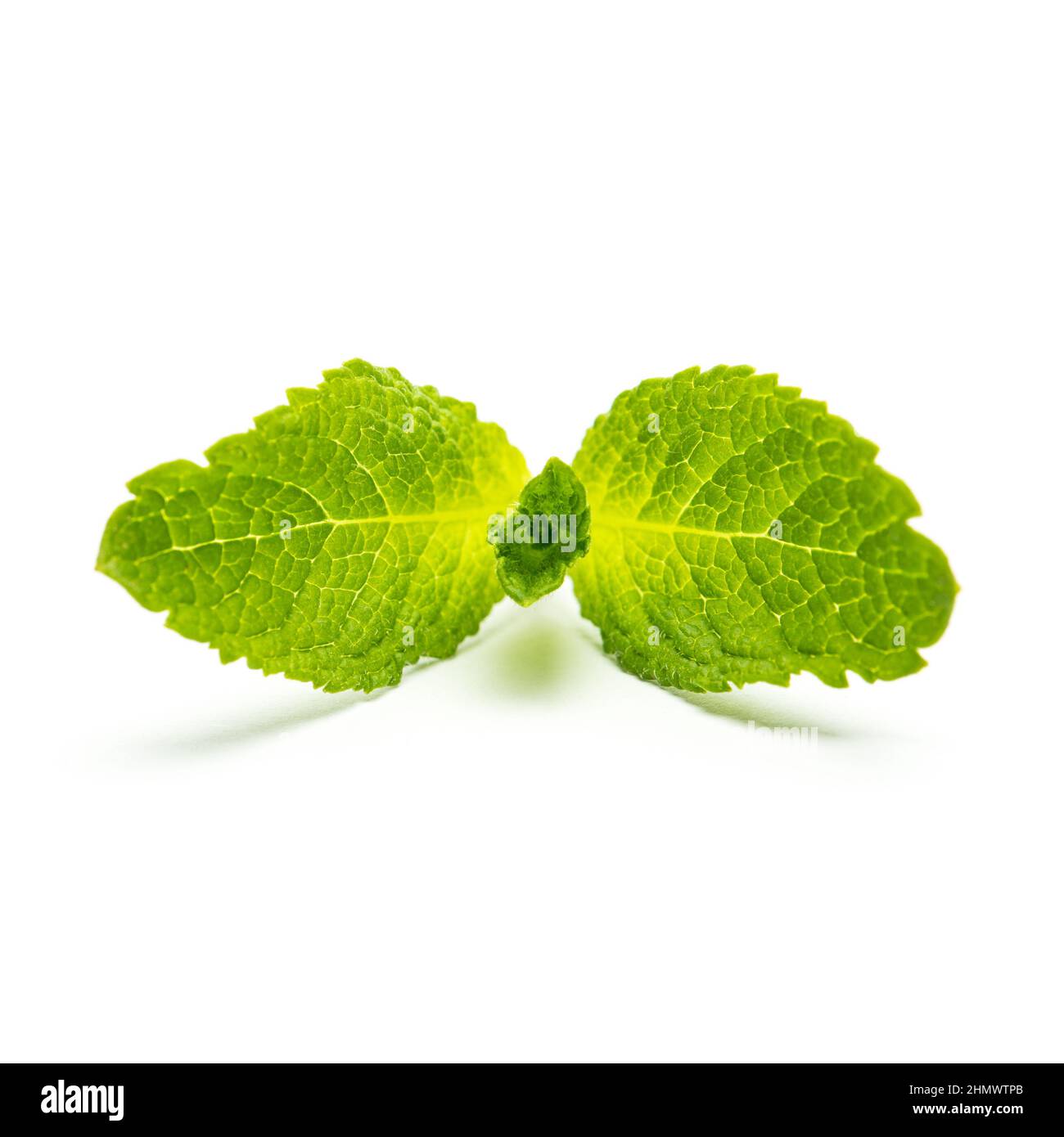 fresh mint isolated on white Stock Photo - Alamy