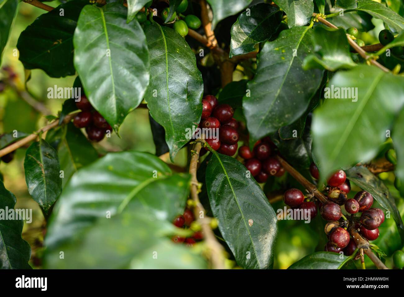 ripe coffee shrub raw fruit Stock Photo - Alamy