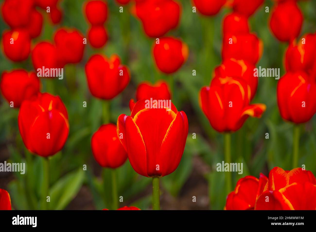 colorful tulips flowers field in springtime with low sun Stock Photo ...