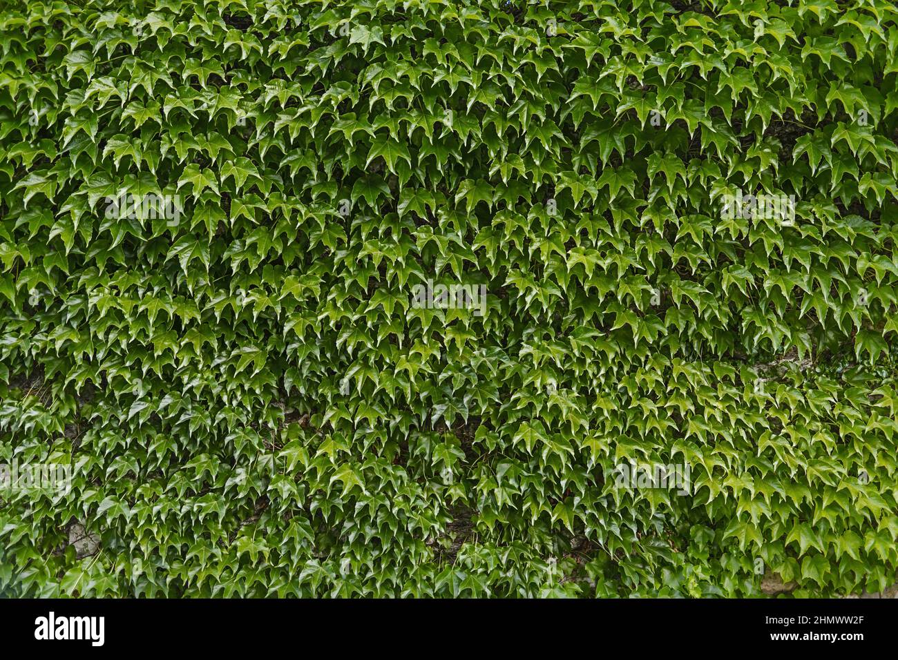 Big ivy wall with green leaves background Stock Photo - Alamy