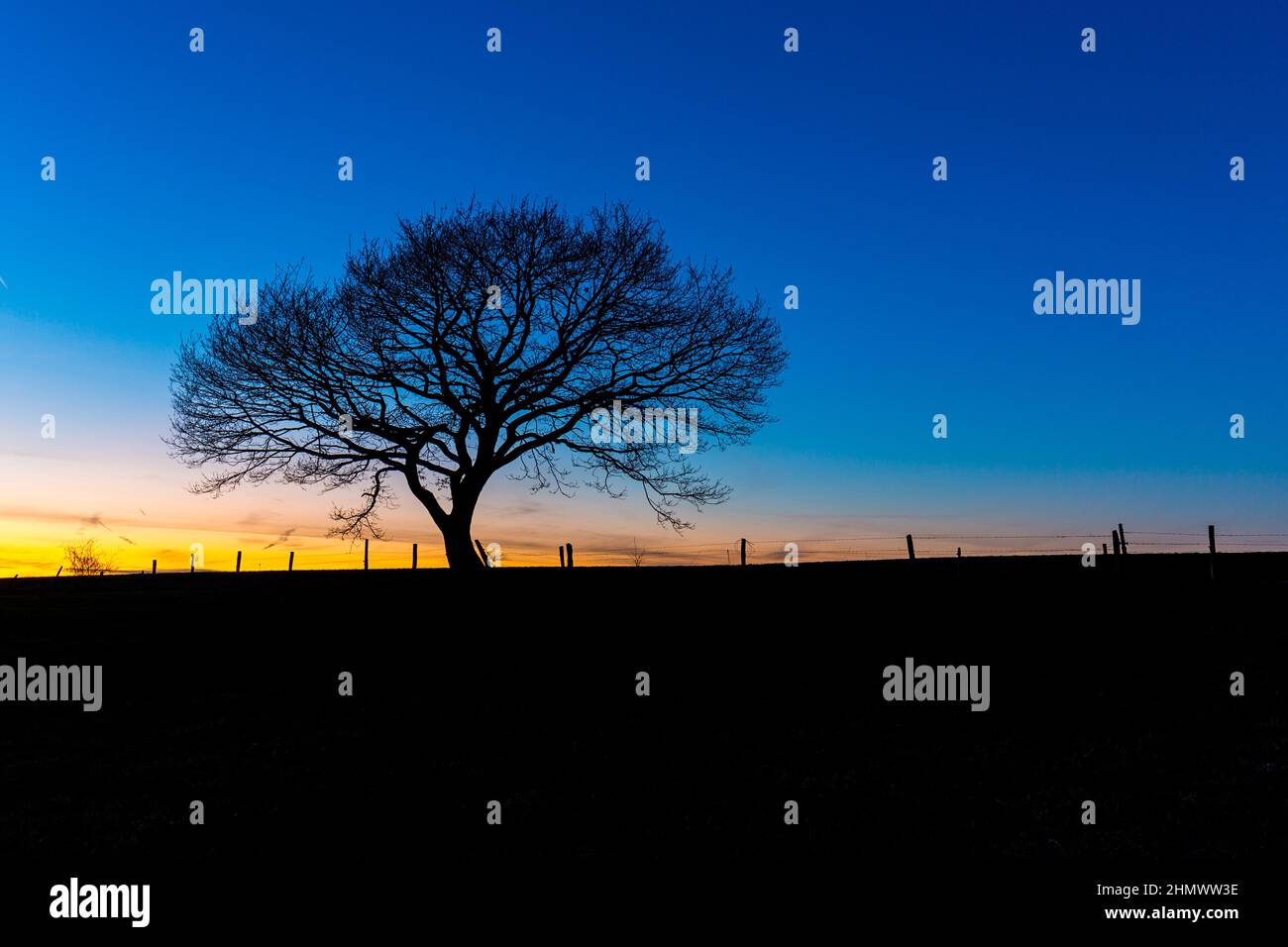 old oak tree sunset silhouette Stock Photo - Alamy