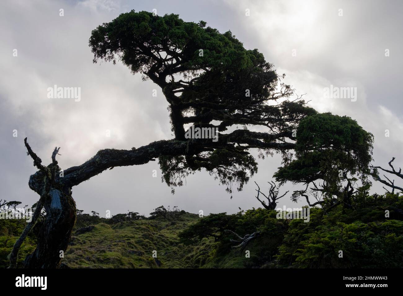 Pico, Portugal - 03 August 2021 : Crooked tree at Pico highlands Stock ...