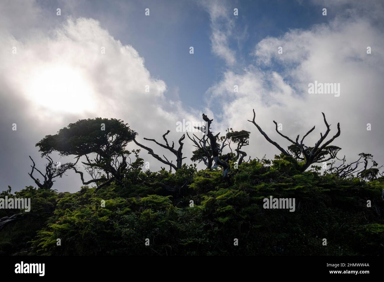 Pico, Portugal - 03 August 2021 : Crooked and torn trees at Pico ...