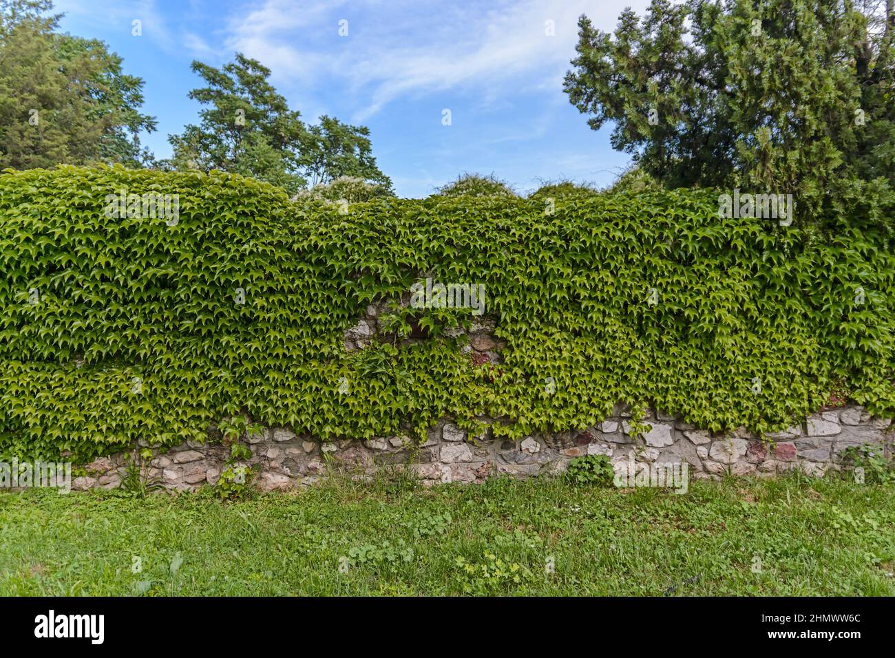 Big ivy wall with green leaves with blue sky background Stock Photo - Alamy