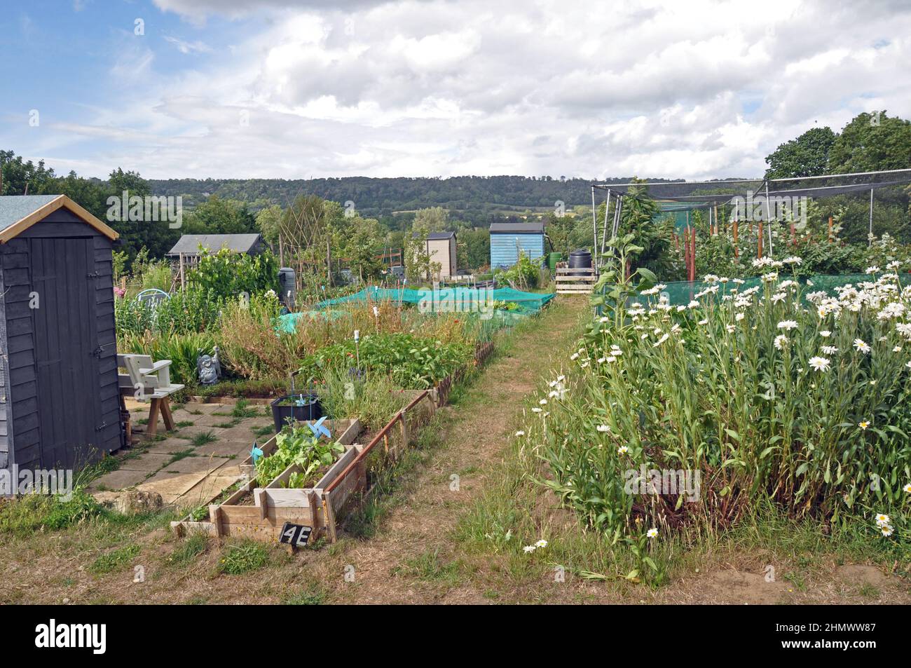 Traditional English Allotment with sheds and plots with trees and view ...