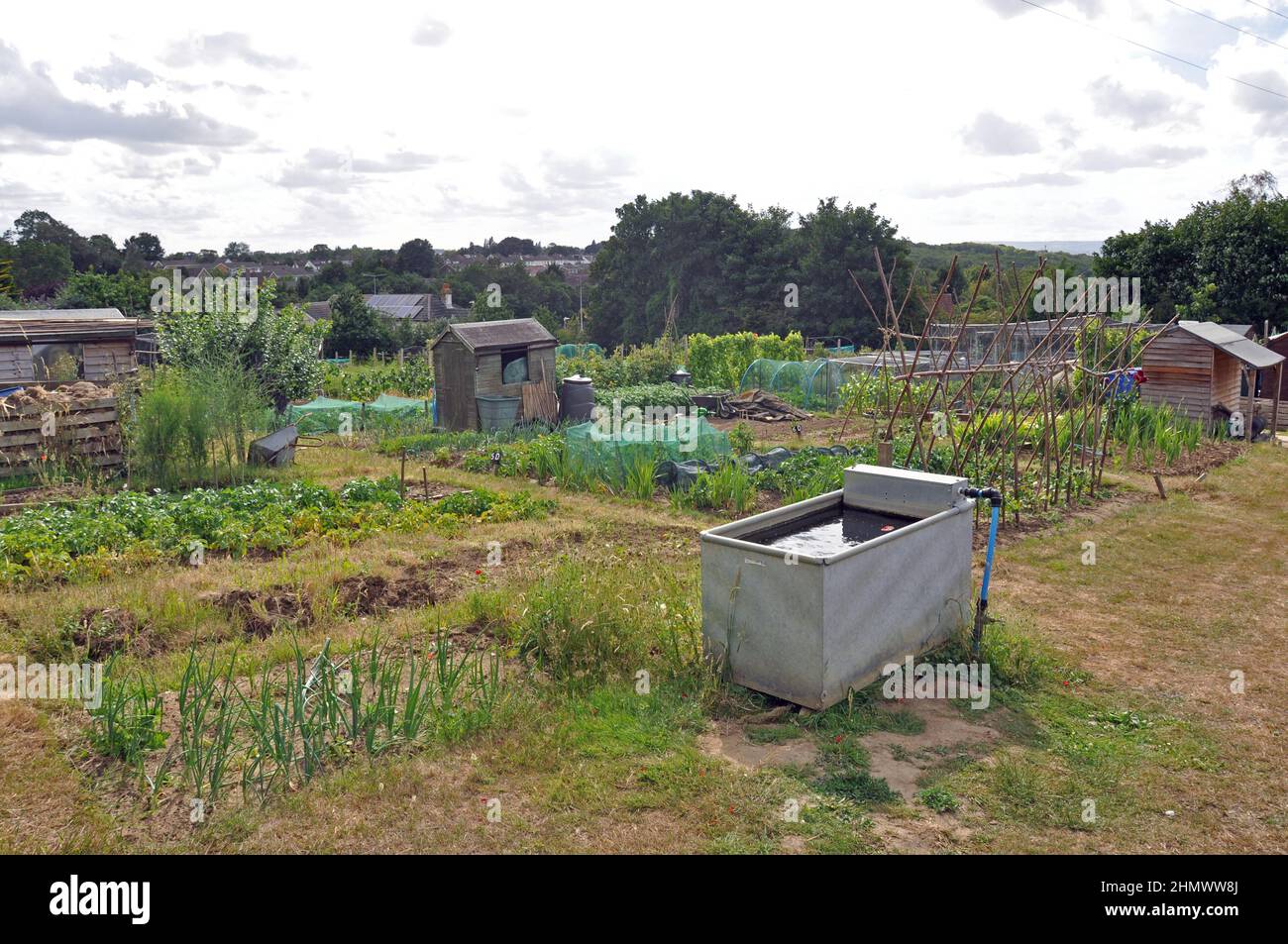 Traditional English Allotment with sheds and plots with trees and view ...