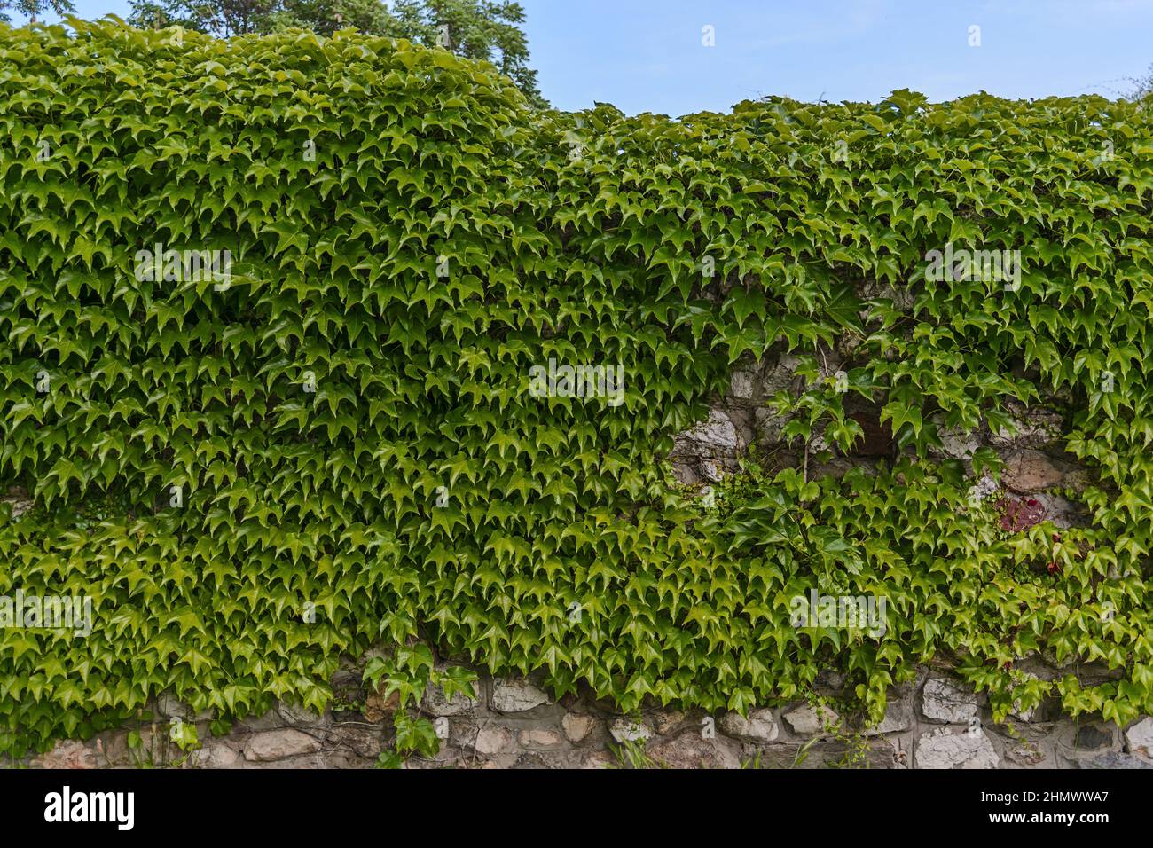 Big ivy wall with green leaves with sky background Stock Photo - Alamy