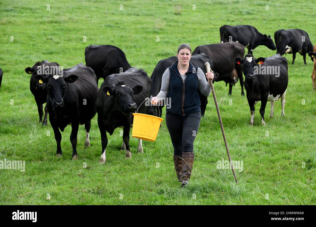 British dairy farmer Liz Haines with her dairy herd at Hardwick Farm ...