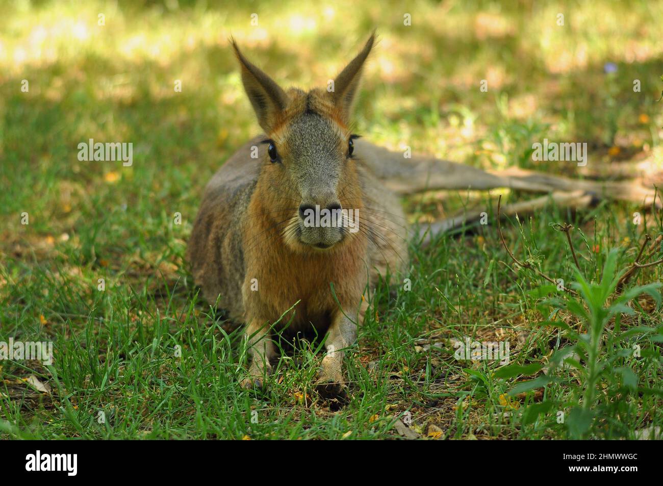 Patagonian Mara (Dolichotis patagonum) sitting amongst grass, side view ...