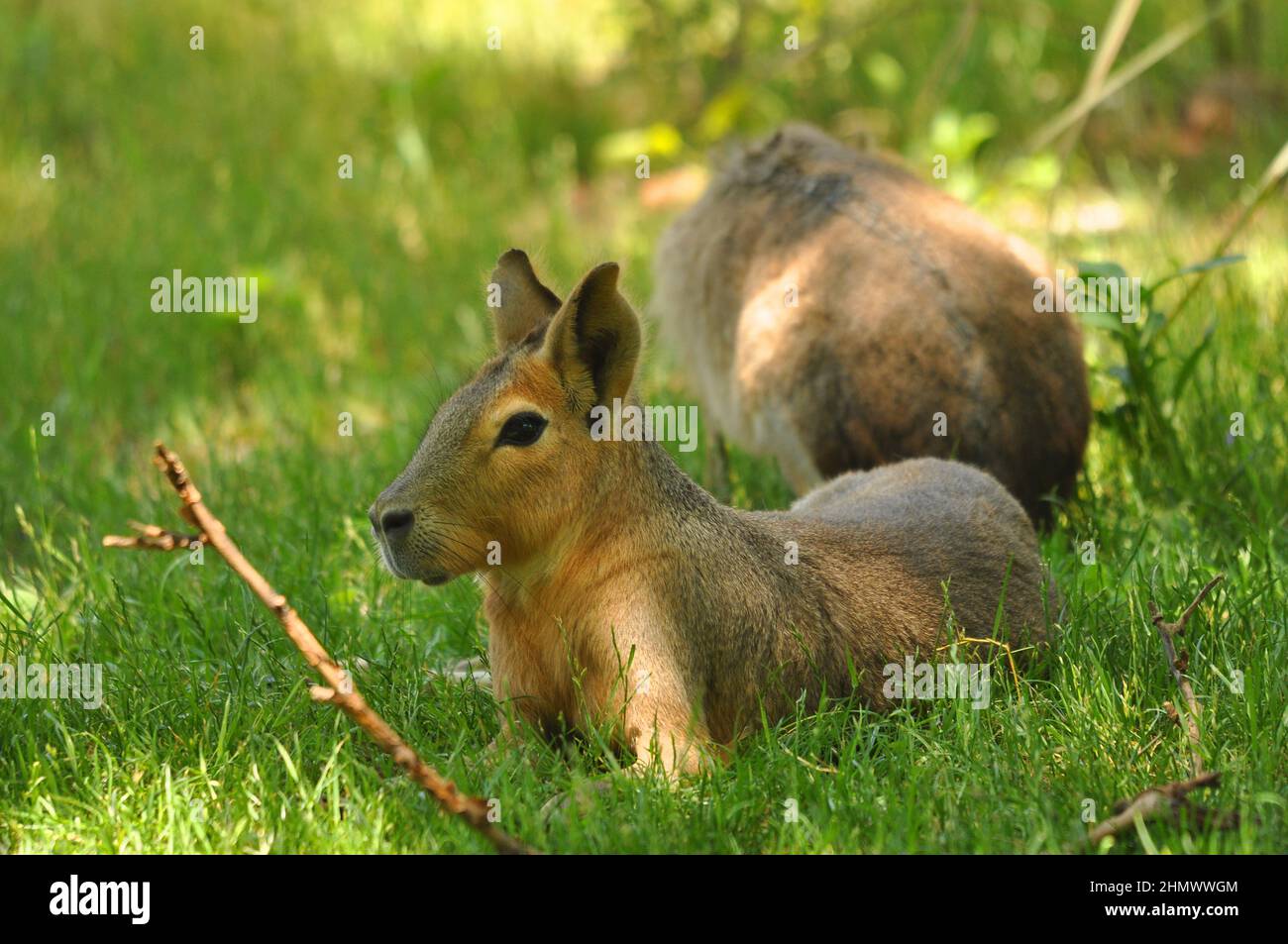 Patagonian Mara's (Dolichotis patagonum) sitting amongst grass, side ...