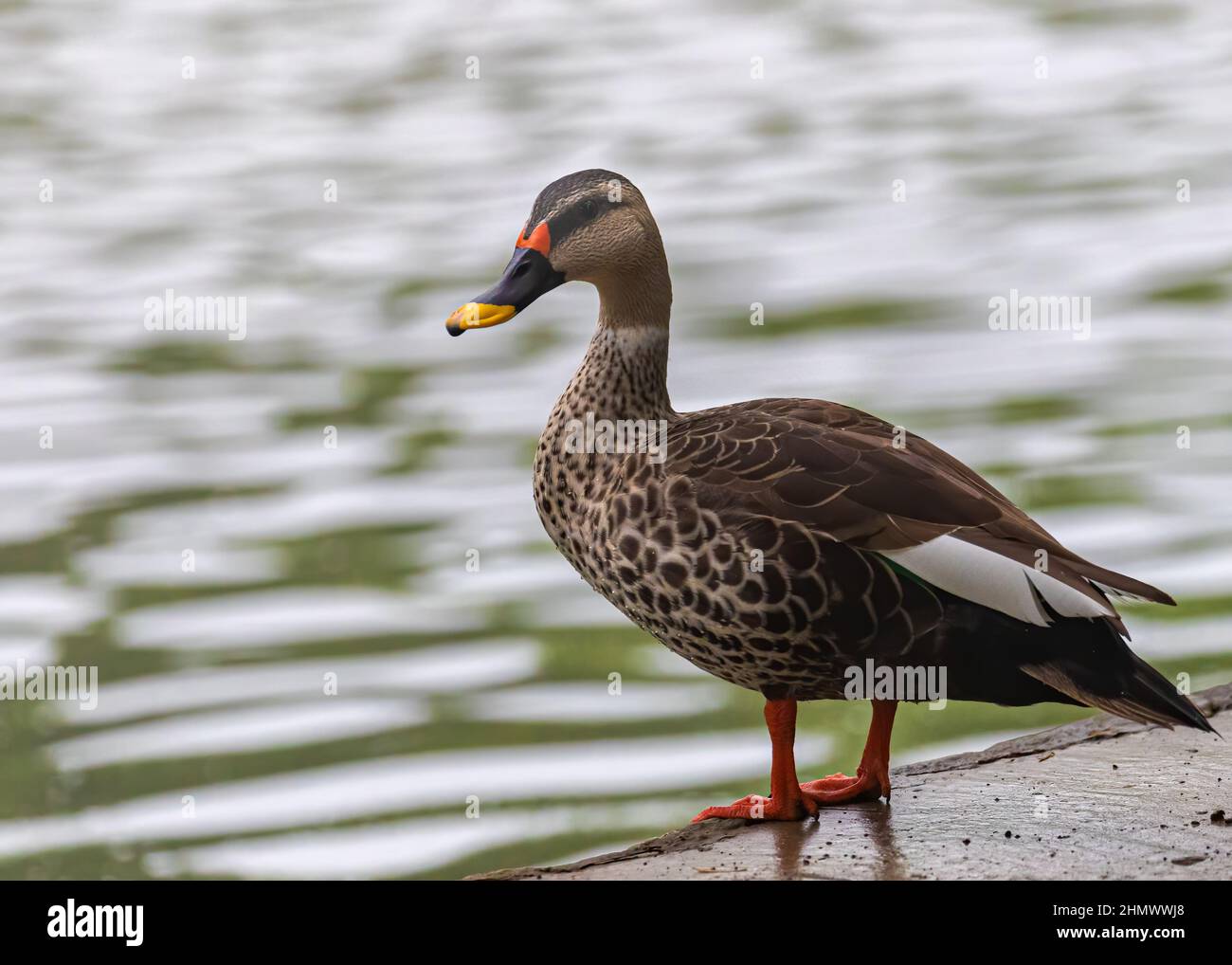 A Spotted Bill duck by the lake in search of food Stock Photo - Alamy