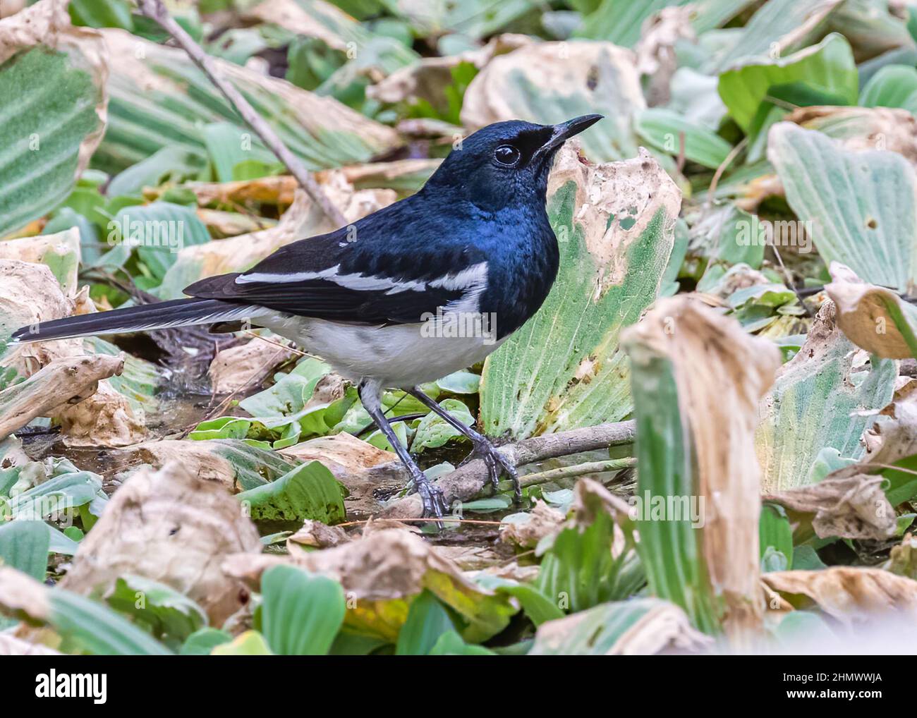 Magpie robin food hi-res stock photography and images - Alamy