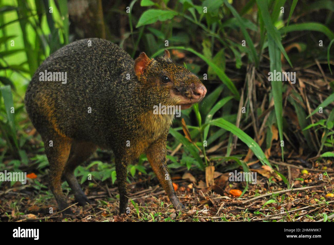 Azara's agouti (Dasyprocta azarae) standing on the jungle floor. Taken ...