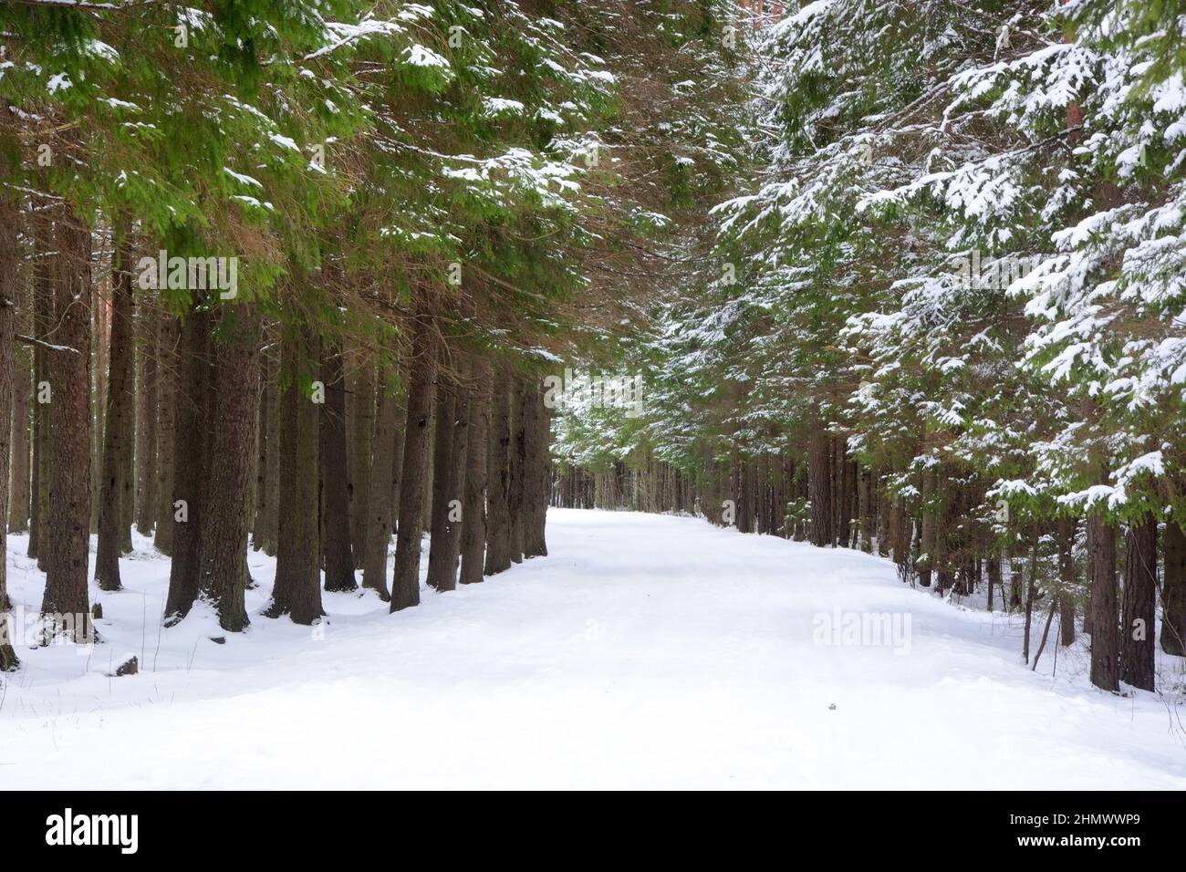 Forest path, winter forest, coniferous and deciduous, covered with snow ...