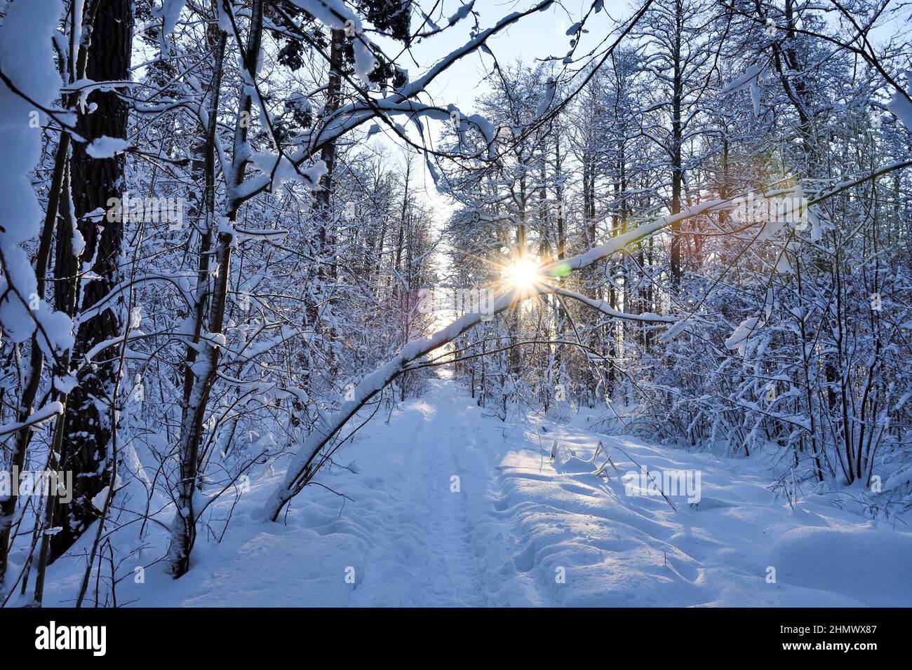 Forest path, winter forest, coniferous and deciduous, covered with snow ...