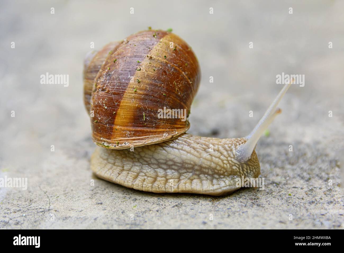 Helix turn helix hi-res stock photography and images - Alamy