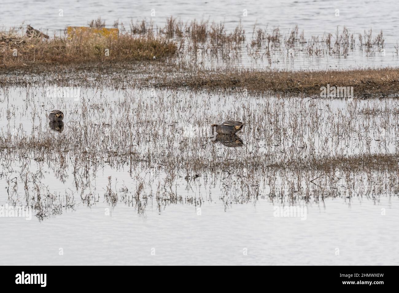 Teal duck thames hi-res stock photography and images - Alamy