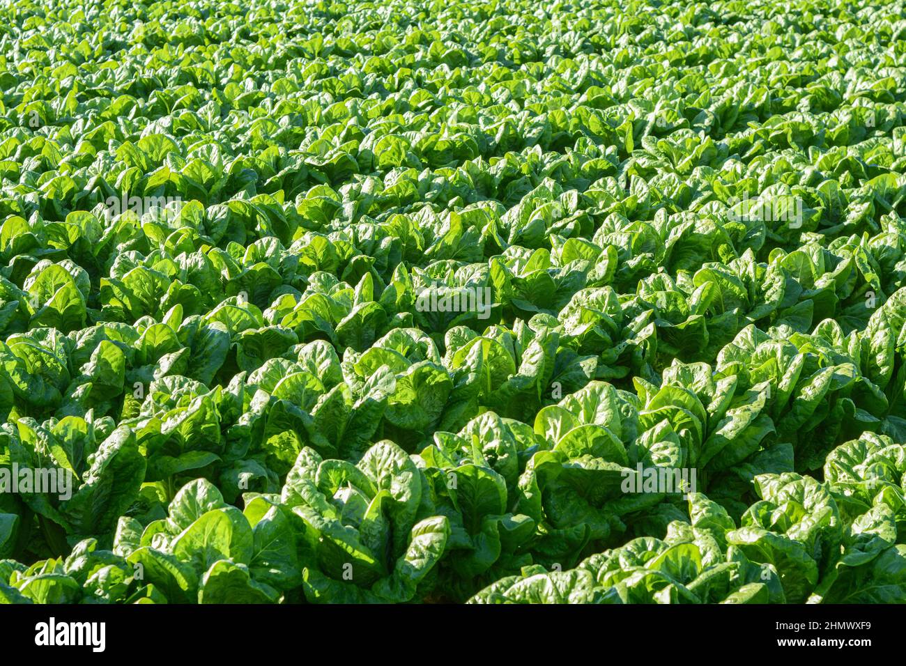 Field planted with spinach. Rows of fresh young garden spinach Stock ...