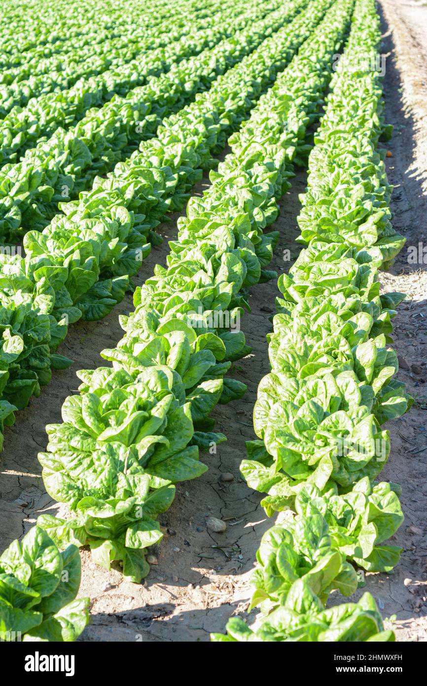 Field planted with spinach. Rows of fresh young garden spinach Stock ...
