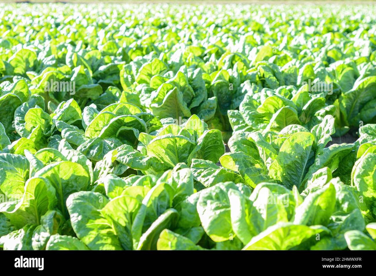 Field planted with spinach. Rows of fresh young garden spinach Stock ...