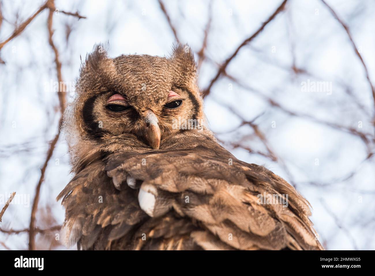Bubo lacteus blassuhu hi-res stock photography and images - Alamy