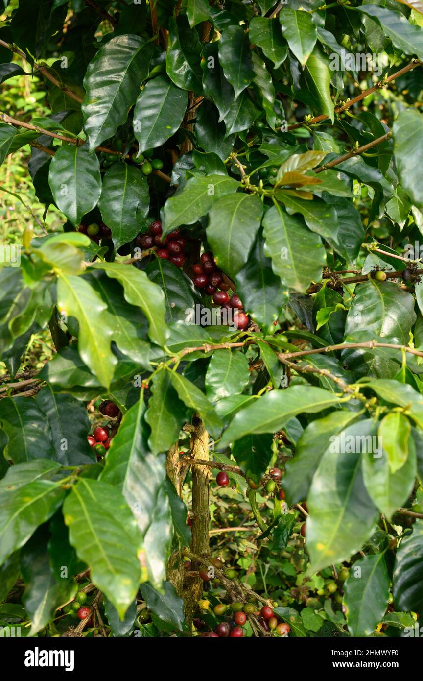 Photo of a coffee bush taken in the wild and on a plantation in the ...