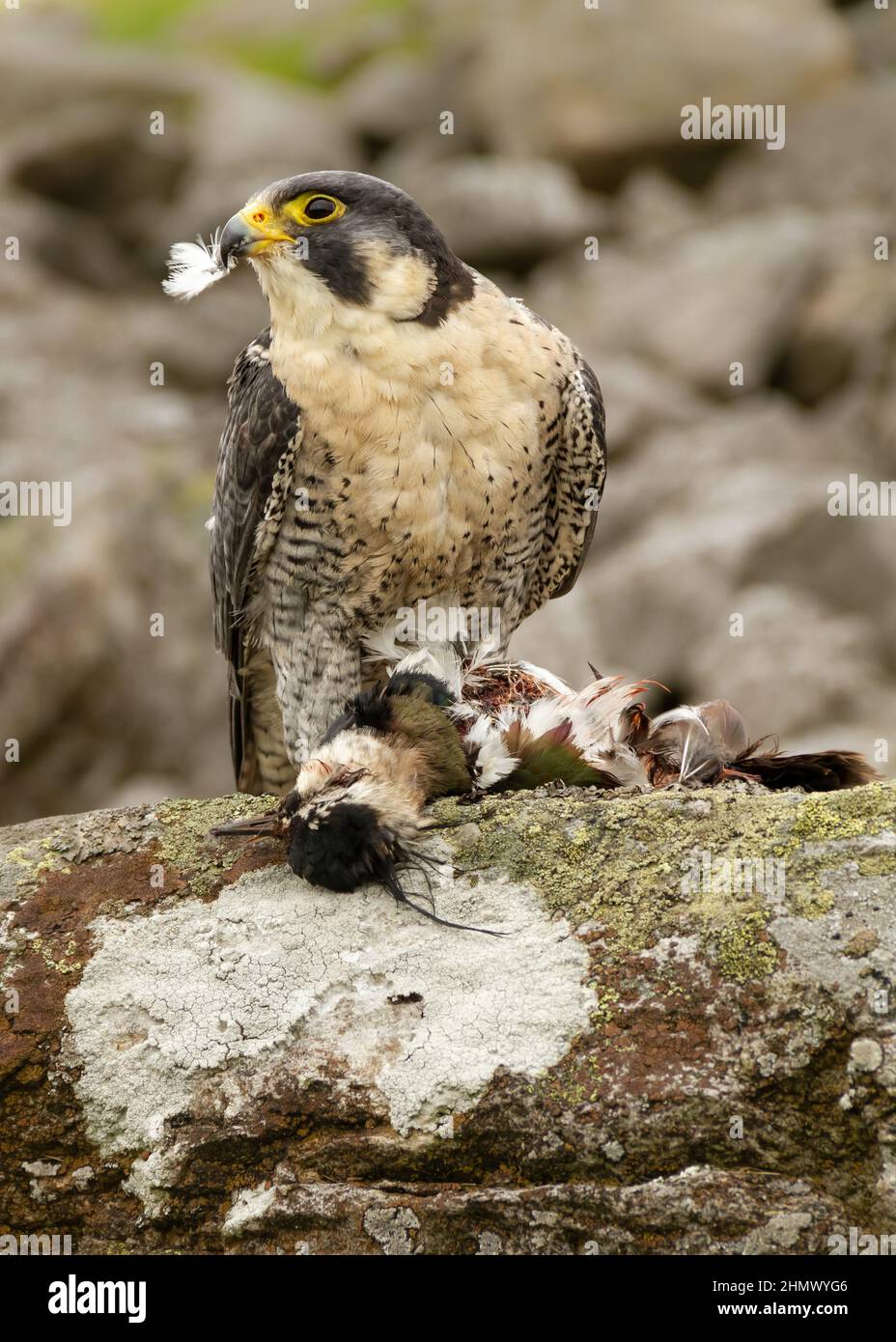 Peregrine Falcon, scientific name: Falco peregrinus, in natural rocky ...