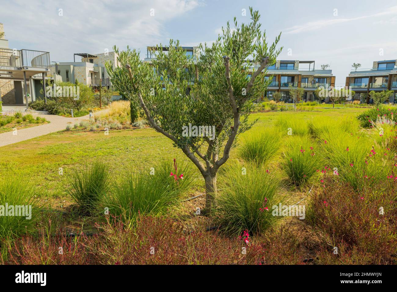 Beautiful exterior of modern building with green olive tree and plants ...