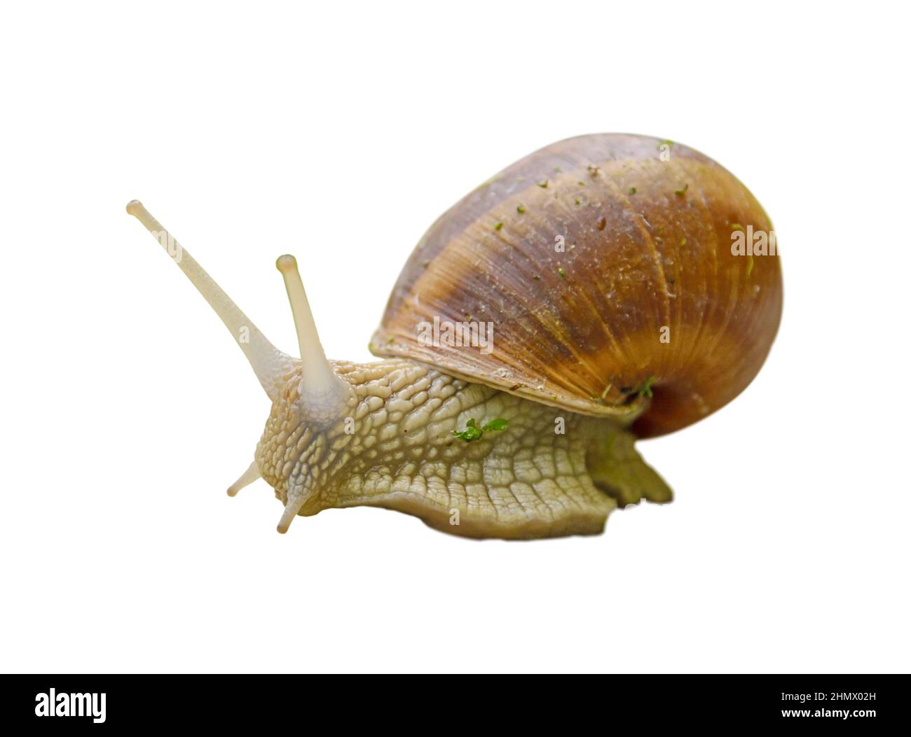 Big snail in shell from the garden isolated on white background Stock ...