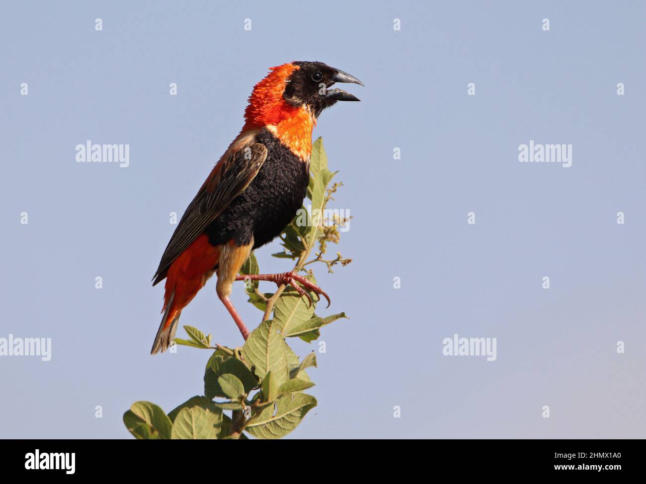 Red Bishop, South Africa Stock Photo - Alamy