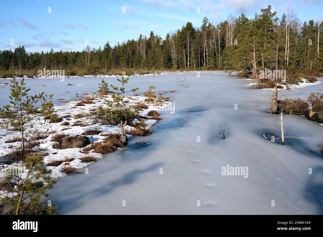 Wintery landscape in the bog, Kemeri National Park, Latvia Stock Photo ...