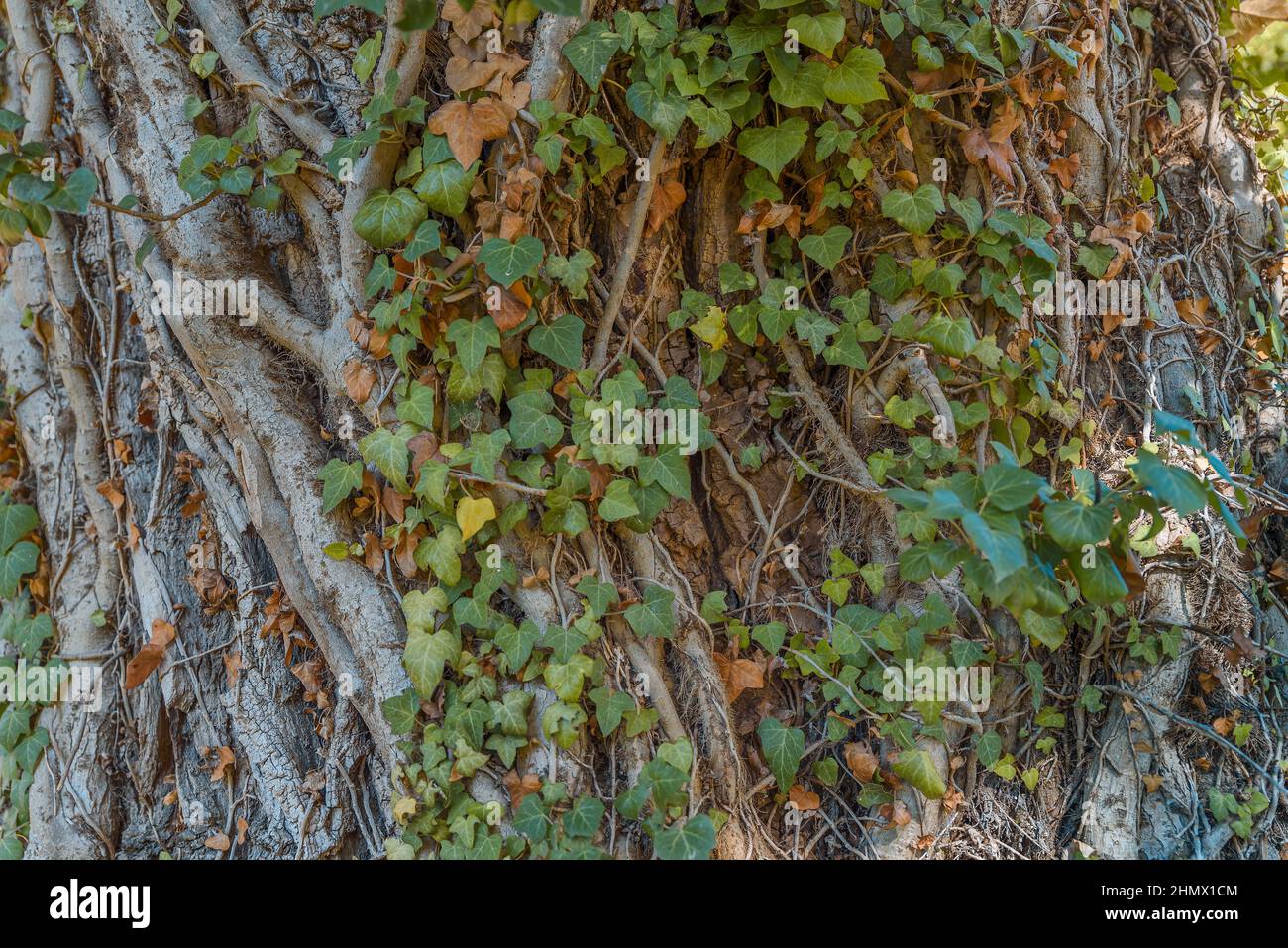 Big tree covered with green ivy bush Stock Photo - Alamy