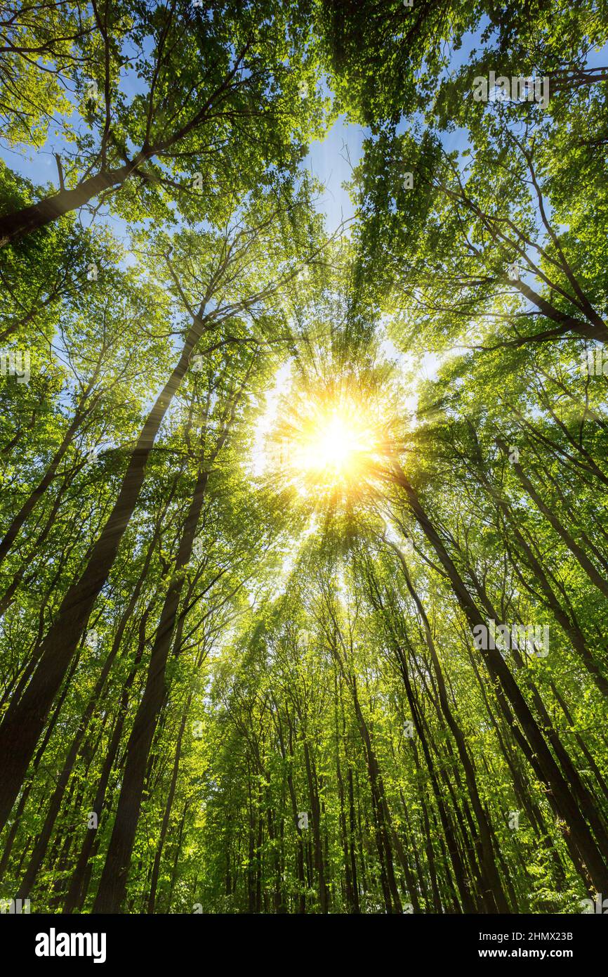 Sunlight falling through trees hi-res stock photography and images - Alamy