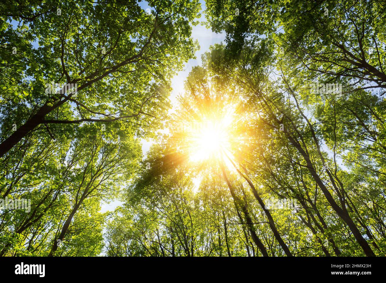 sun rays illumining deep forest treetop in spring Stock Photo - Alamy
