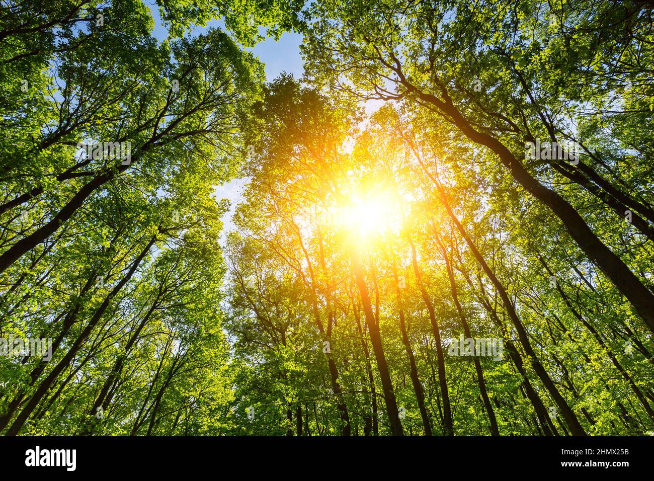 Sun shining in to the deep forest Stock Photo - Alamy